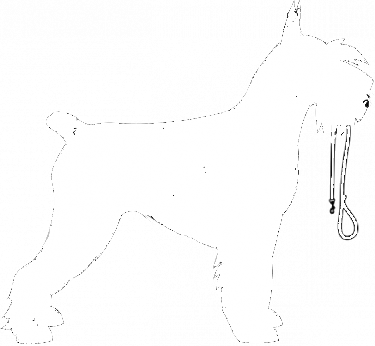 Dog Grooming with Raze the Woof - Walk My Dog